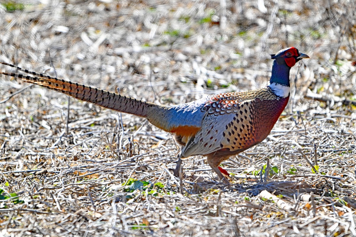 Pennsylvania Bird Atlas Checklist - 5 Feb 2024 - Beltzville Dr / Pohopoco Drive Kresgeville to ...