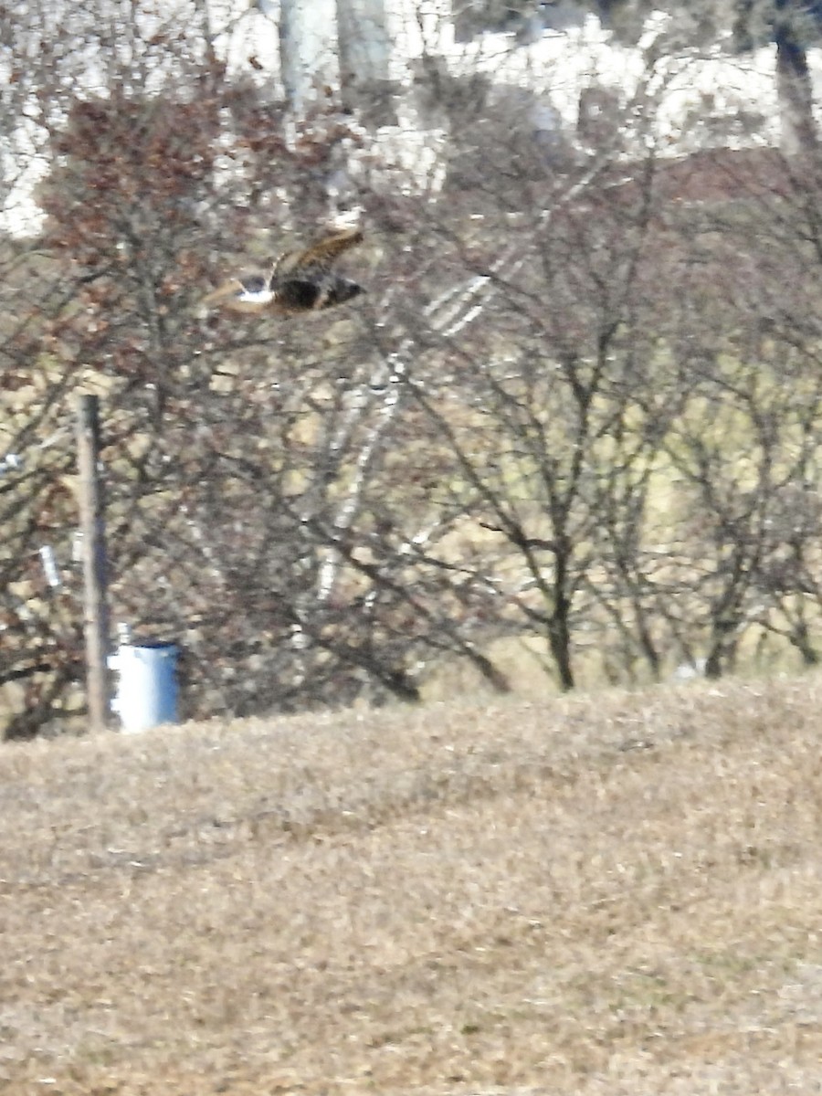 Pennsylvania Bird Atlas Checklist - 5 Feb 2024 - N. Locust Point Rd. - 1 species