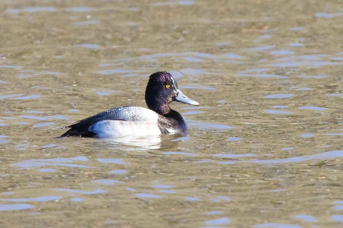 eBird Checklist - 5 Feb 2024 - Maple Lake - 4 species (+1 other taxa)