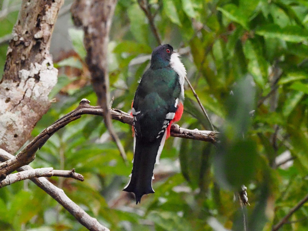 eBird Checklist - 21 Jan 2024 - Hilltop at The Reserve - 9 species