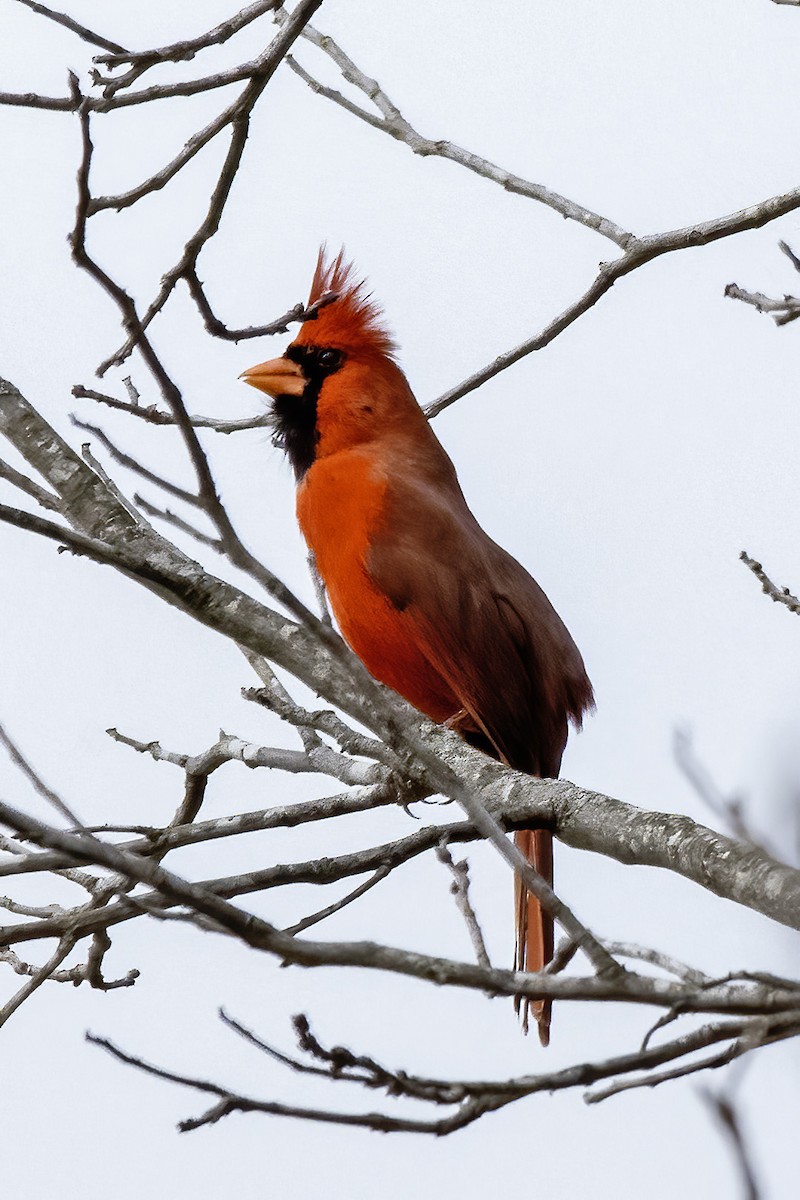 eBird Checklist - 5 Feb 2024 - home - 1 species