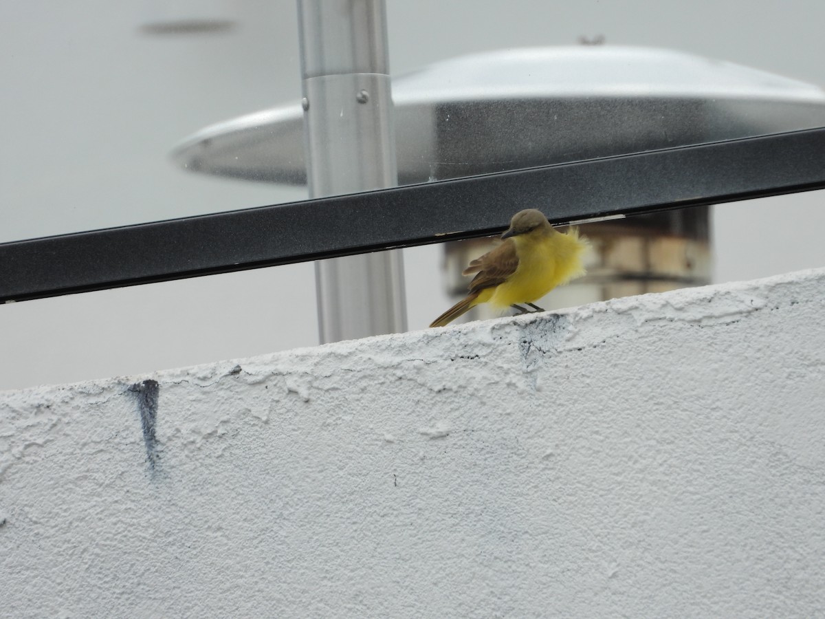 eBird Checklist - 5 Feb 2024 - North Chaparral at Schatzell area ...