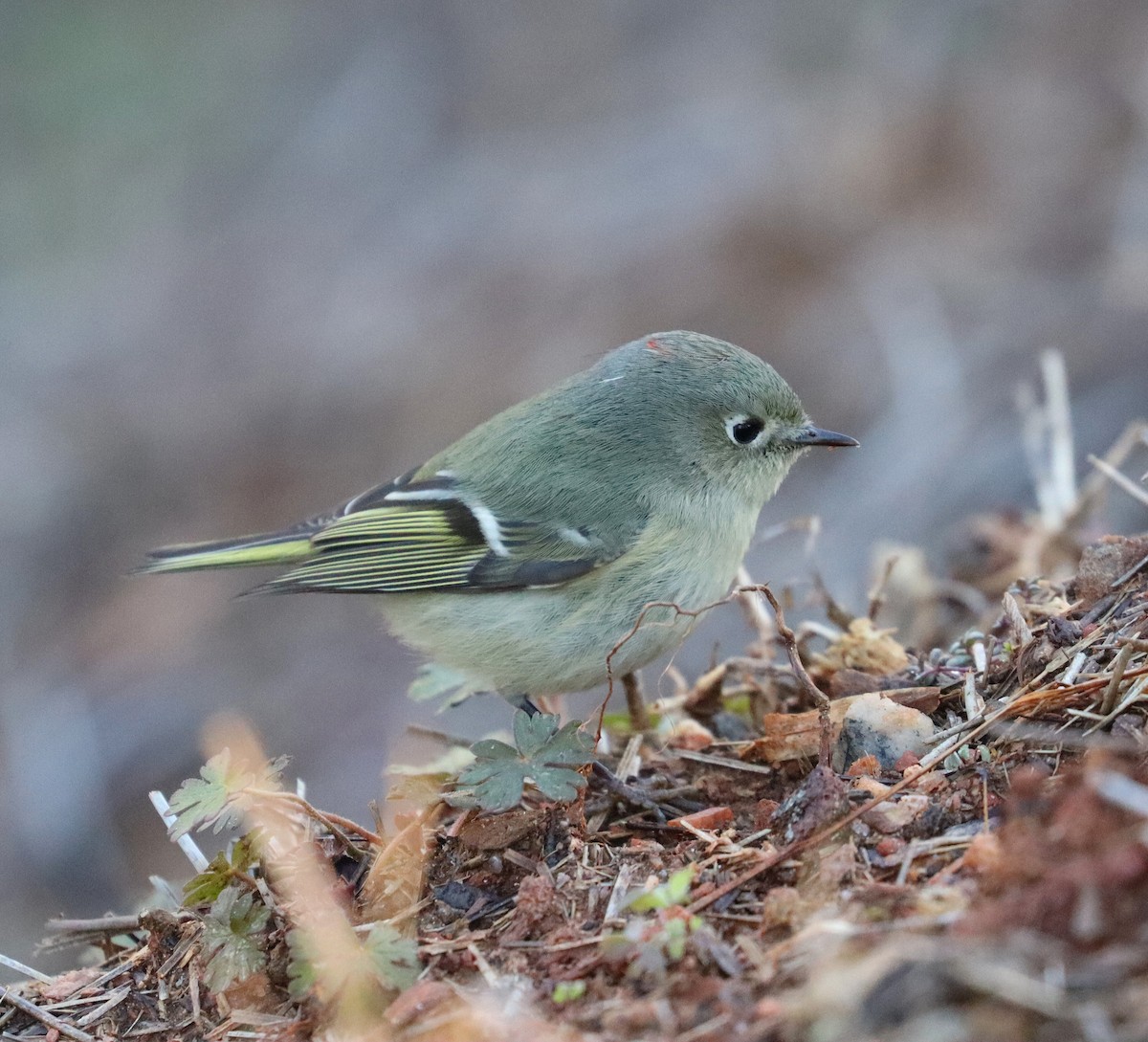 eBird Checklist - 2 Feb 2024 - Nesbit Lakes, Alpharetta, GA - 26 species