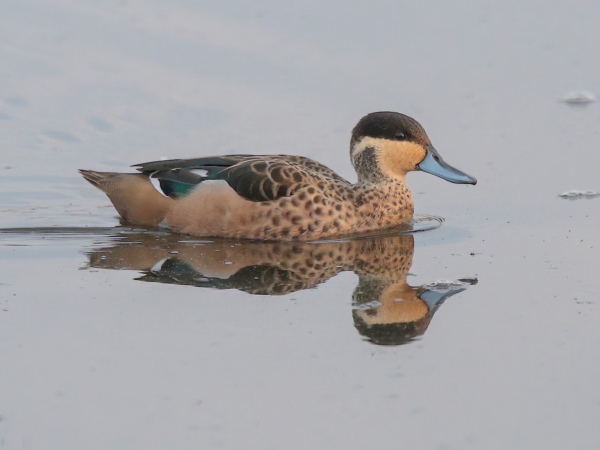 Blue-billed Teal - Spatula hottentota - Birds of the World