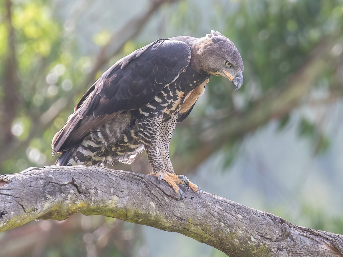 Crowned Eagle - Stephanoaetus coronatus - Birds of the World