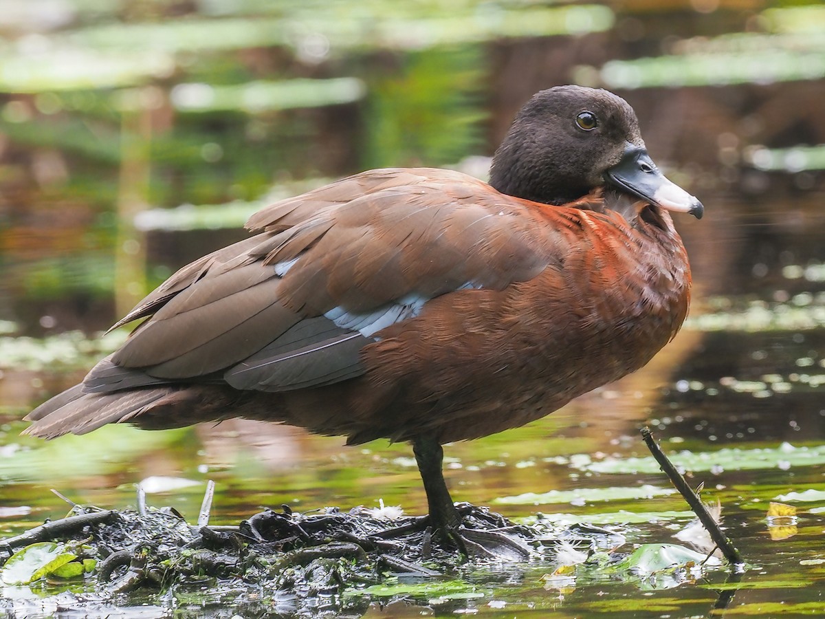 Hartlaub's Duck - Pteronetta hartlaubii - Birds of the World