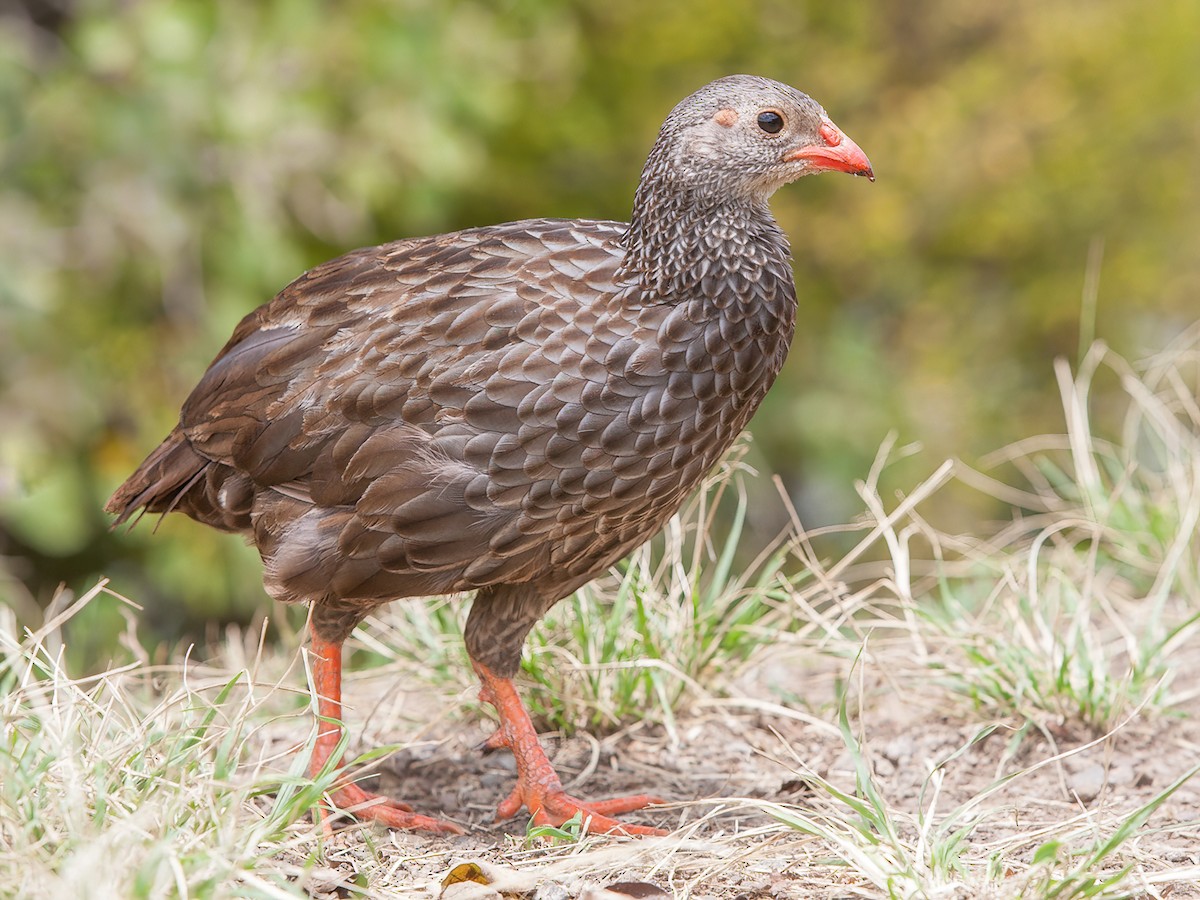 Scaly Spurfowl - Pternistis squamatus - Birds of the World