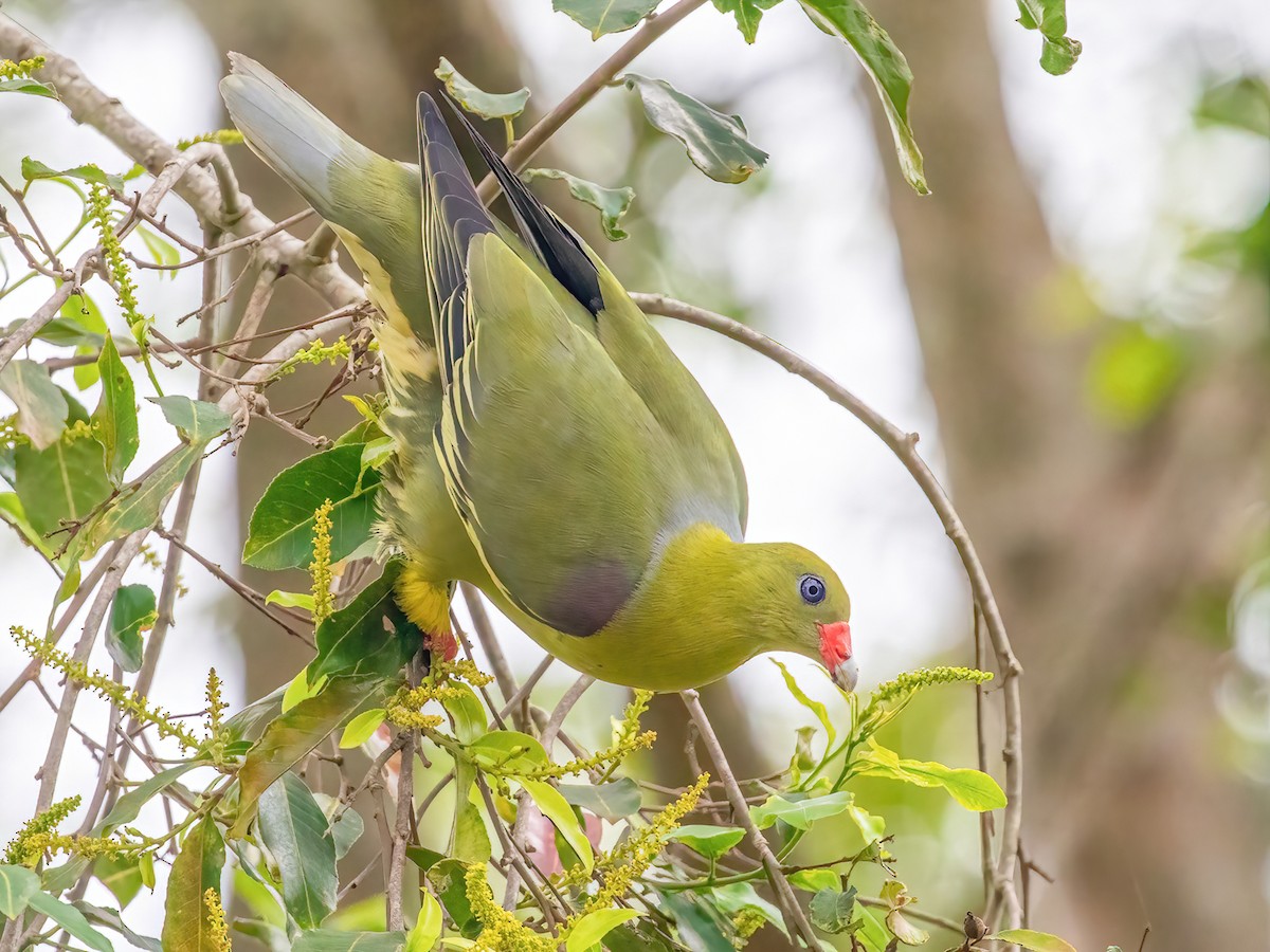 African Green-Pigeon - Treron calvus - Birds of the World