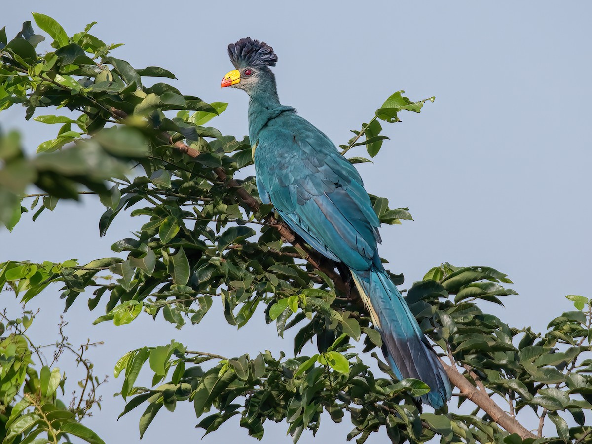 Great Blue Turaco - Corythaeola cristata - Birds of the World
