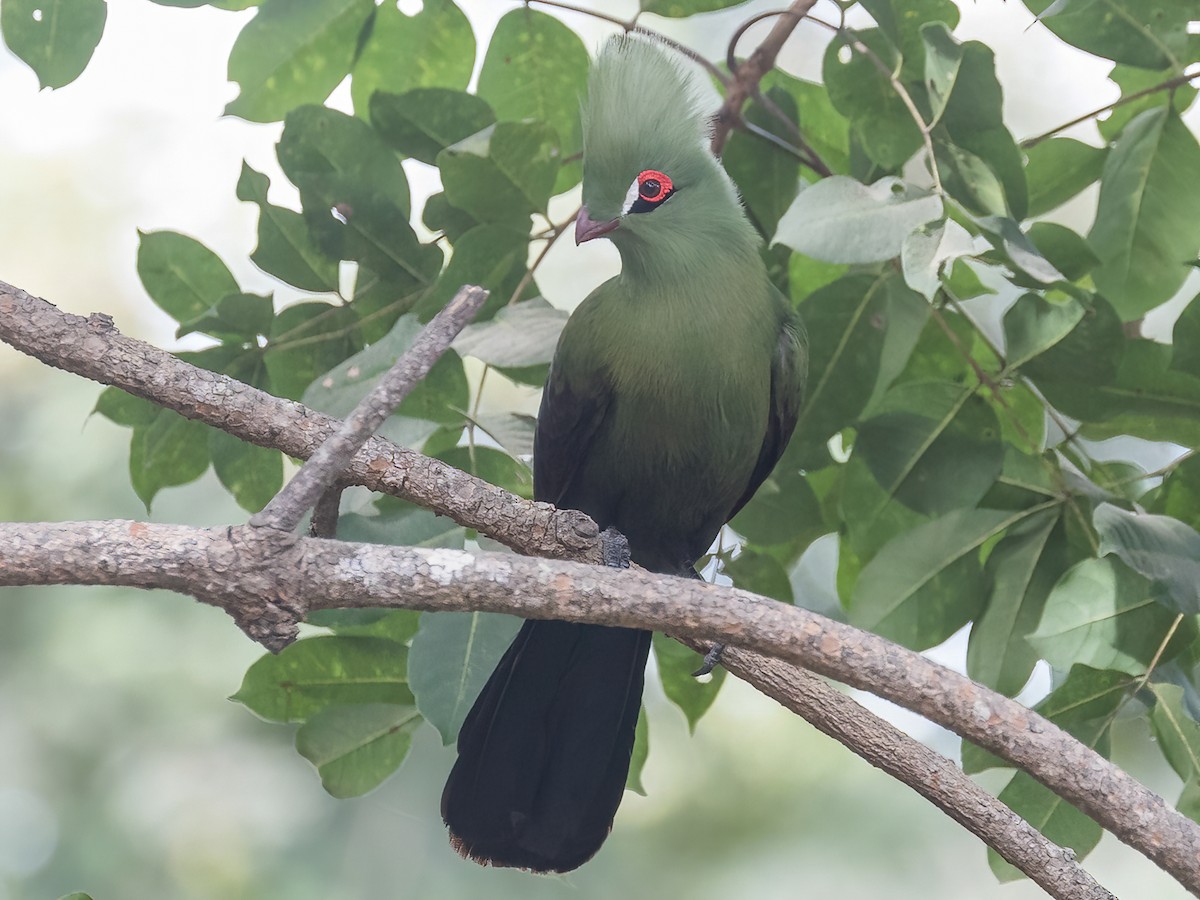 Guinea Turaco - Tauraco persa - Birds of the World