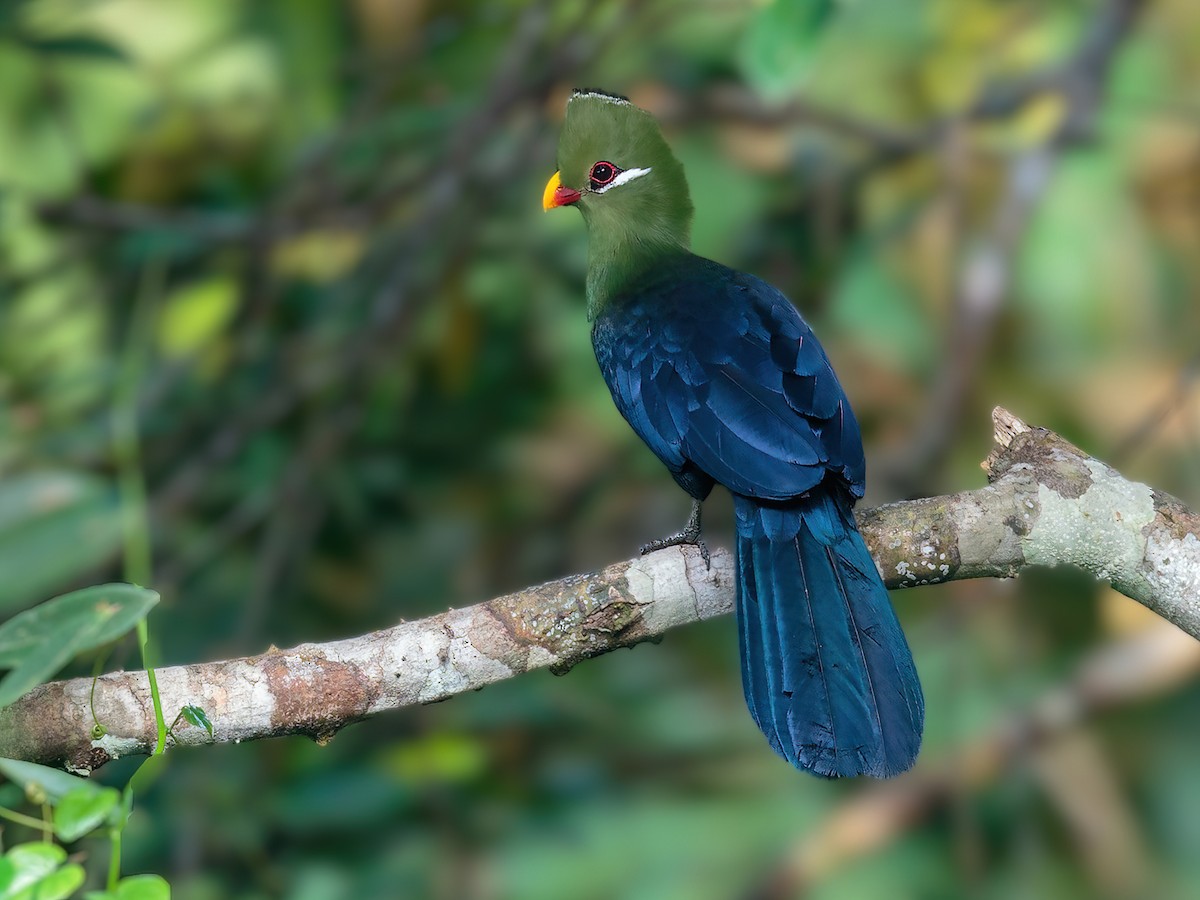 Yellow-billed Turaco - Tauraco macrorhynchus - Birds of the World
