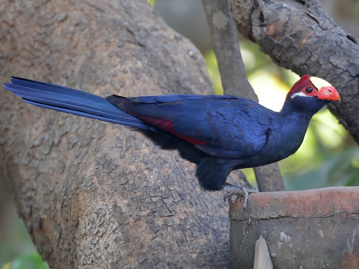 Violet Turaco - Tauraco violaceus - Birds of the World