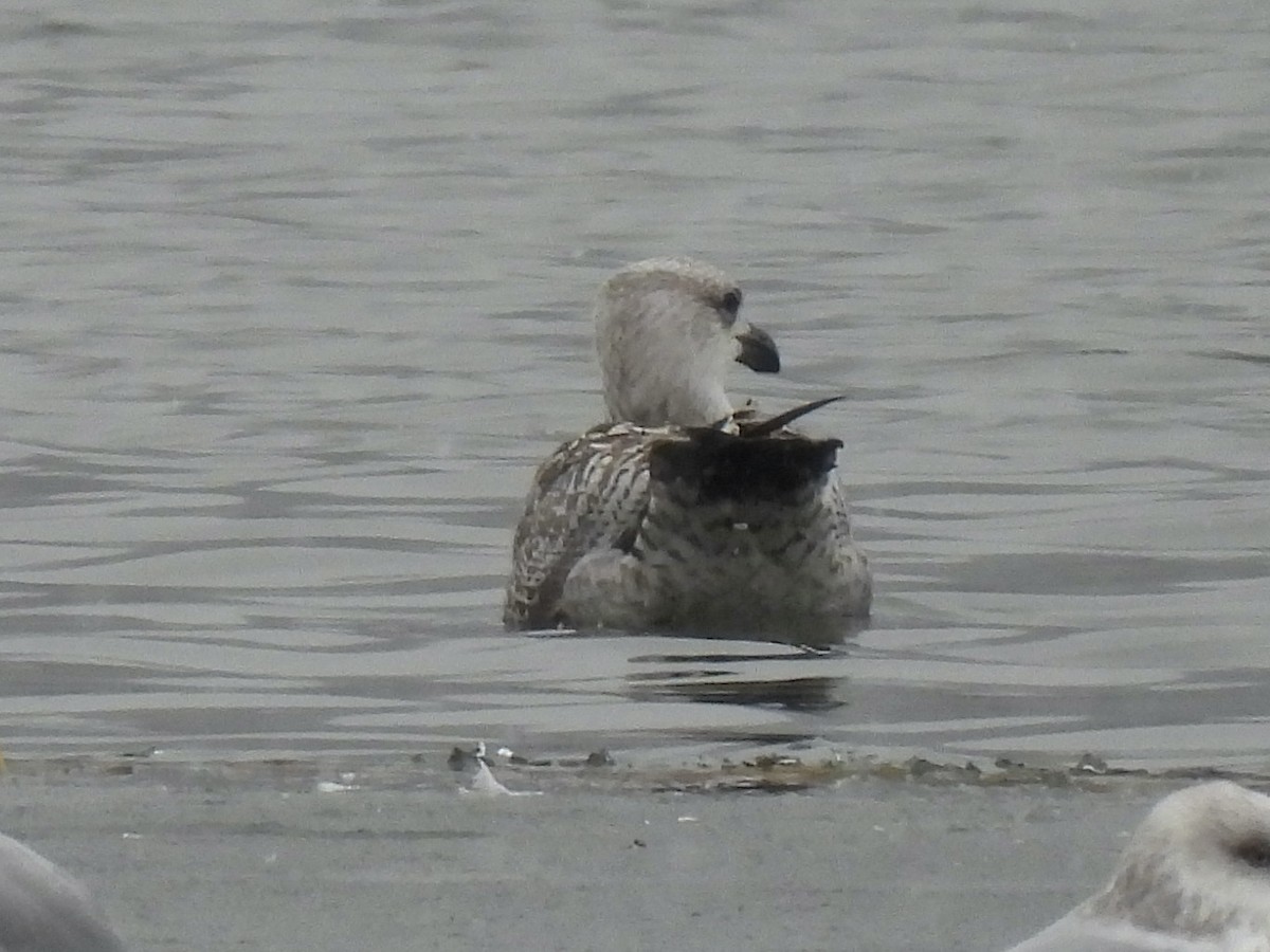eBird Checklist - 5 Feb 2024 - Vernon--Kin Beach area - 4 species (+1 ...