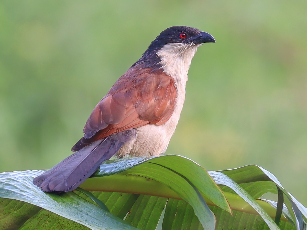 Blue-headed Coucal - Centropus monachus - Birds of the World