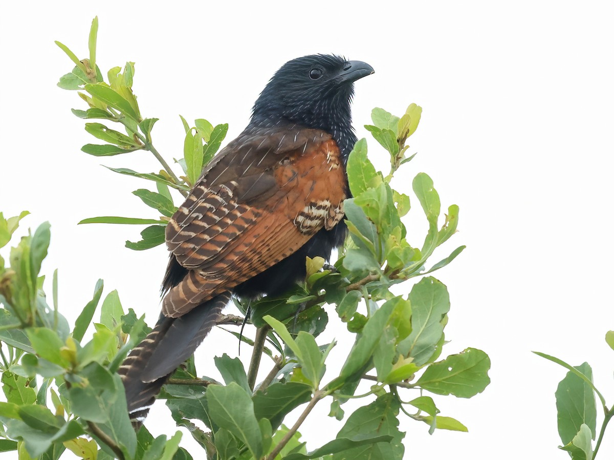 Black Coucal - Centropus grillii - Birds of the World