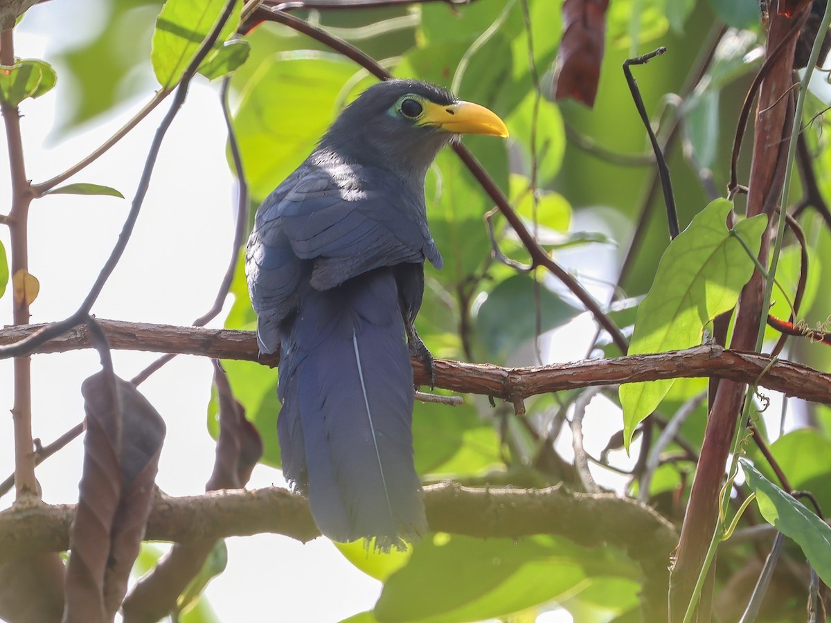 Blue Malkoha - Ceuthmochares aereus - Birds of the World