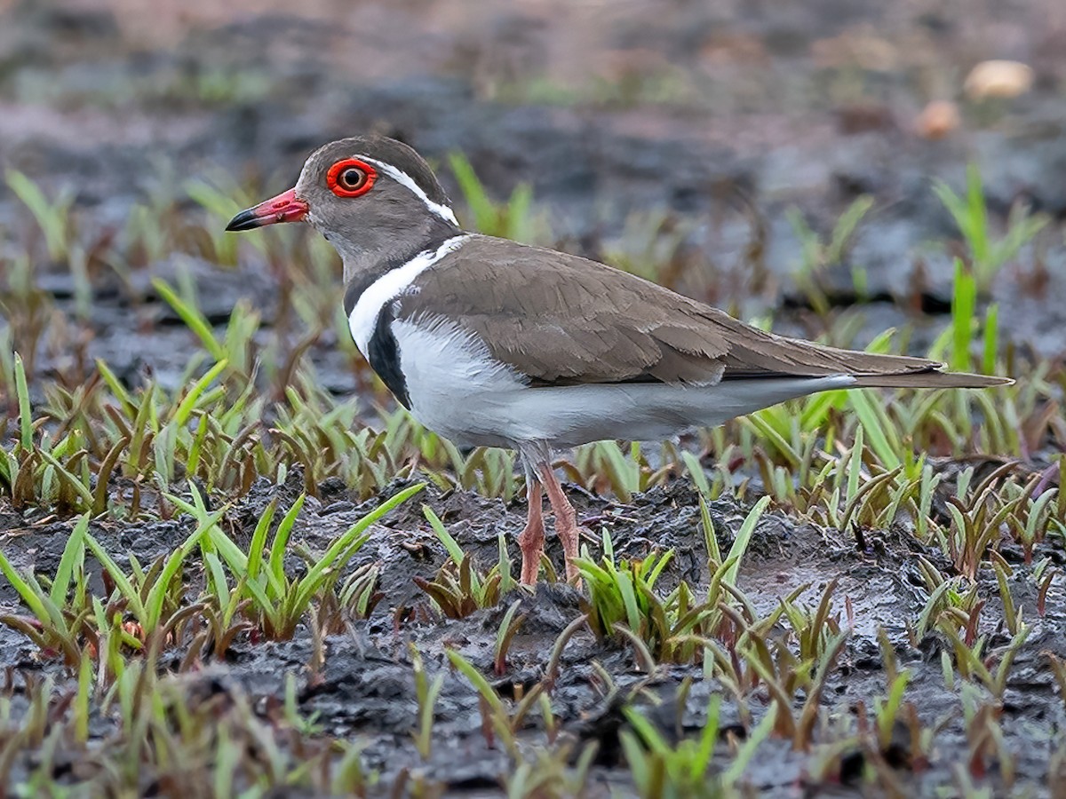 Forbes's Plover - Thinornis forbesi - Birds of the World