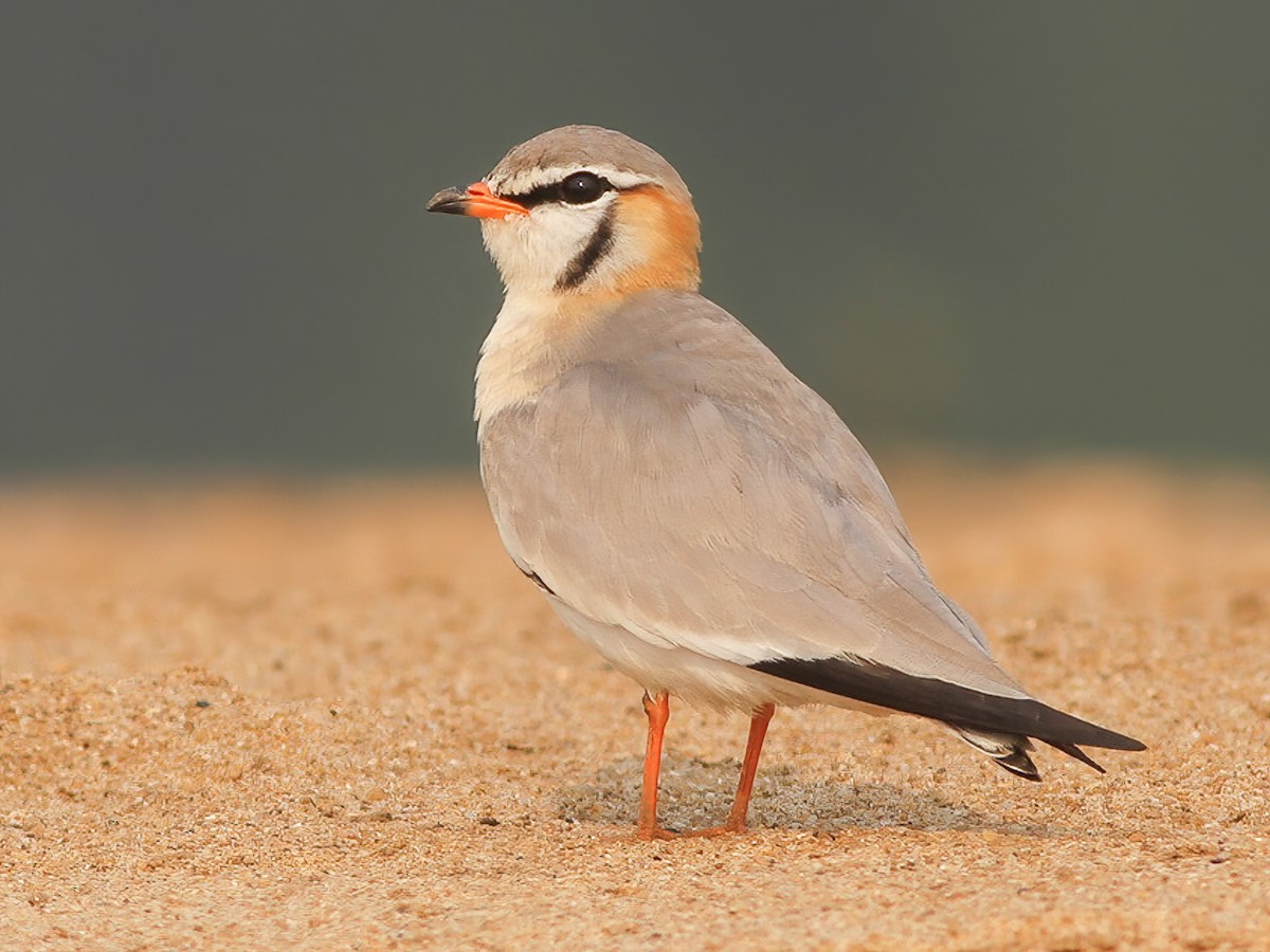 Gray Pratincole - Glareola cinerea - Birds of the World
