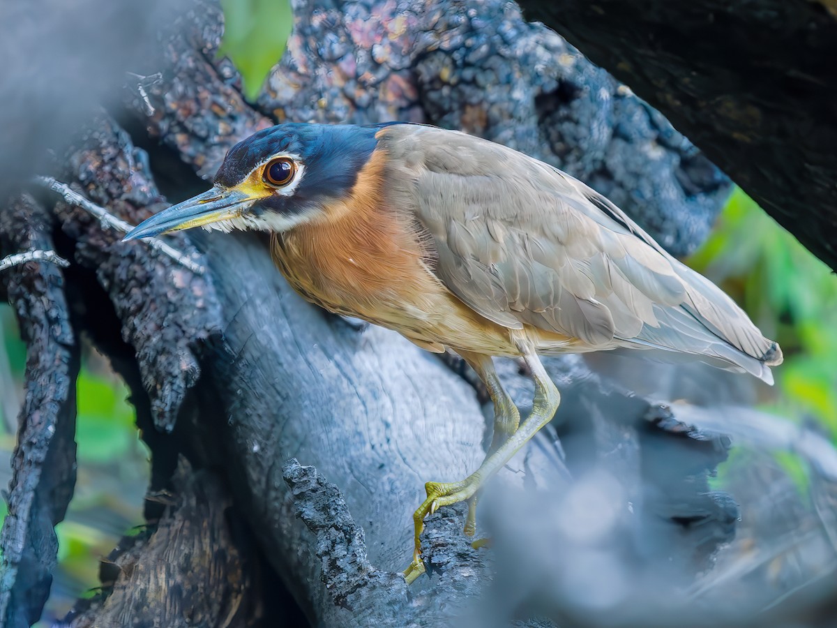 White-backed Night Heron - Calherodius leuconotus - Birds of the World