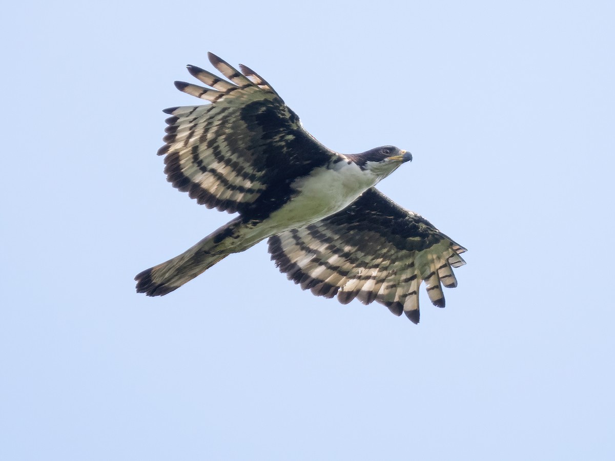 Cassin's Hawk-Eagle - Aquila africana - Birds of the World