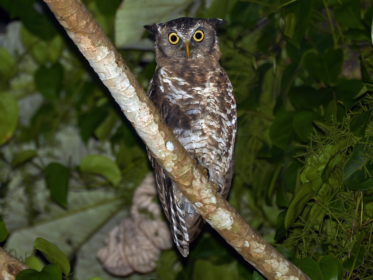 Akun Eagle-Owl - Ketupa leucosticta - Birds of the World
