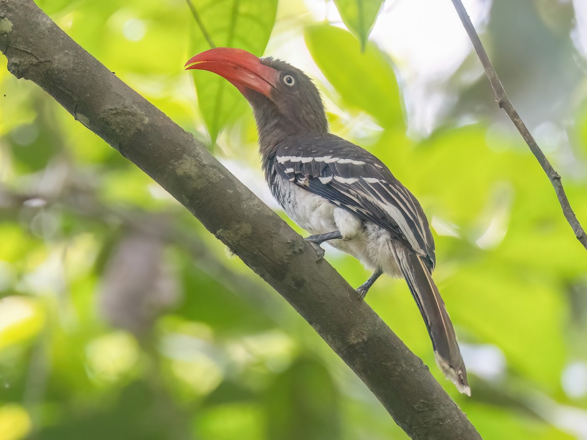 Red-billed Dwarf Hornbill - Lophoceros camurus - Birds of the World