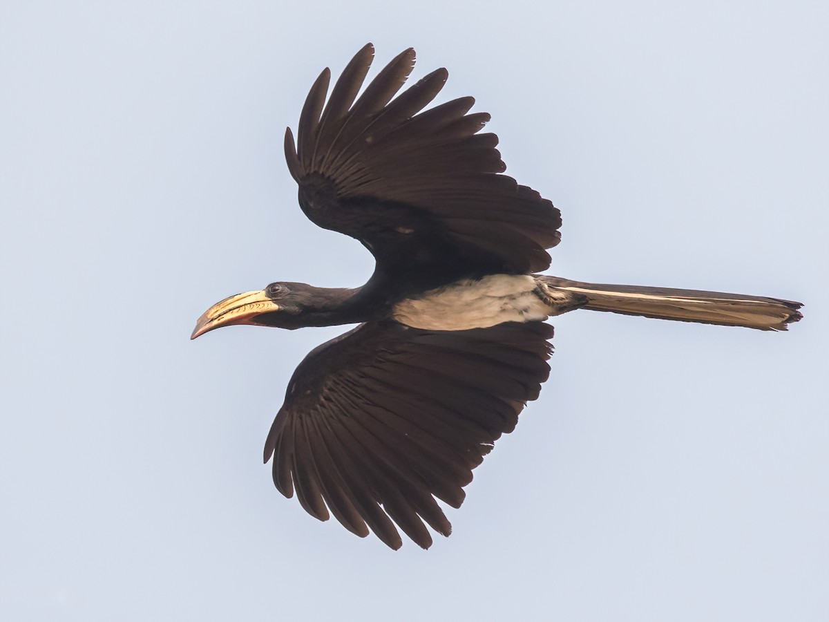 Congo Pied Hornbill - Lophoceros fasciatus - Birds of the World