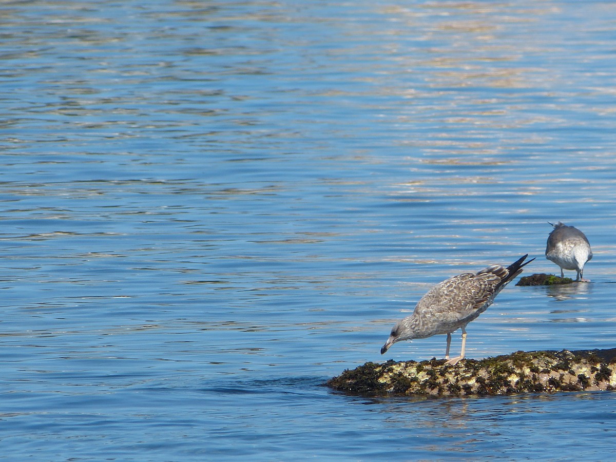 eBird Checklist - 3 Feb 2024 - Port Zante, rocks on western tip of ...