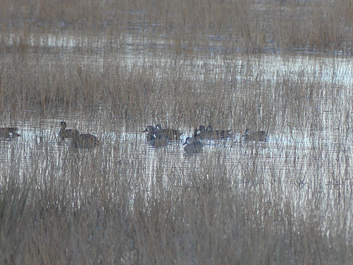 eBird Checklist - 6 Feb 2024 - Lake Woodruff NWR - 28 species