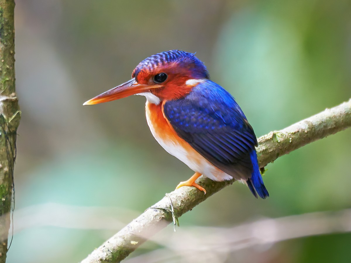White-bellied Kingfisher - Corythornis leucogaster - Birds of the World