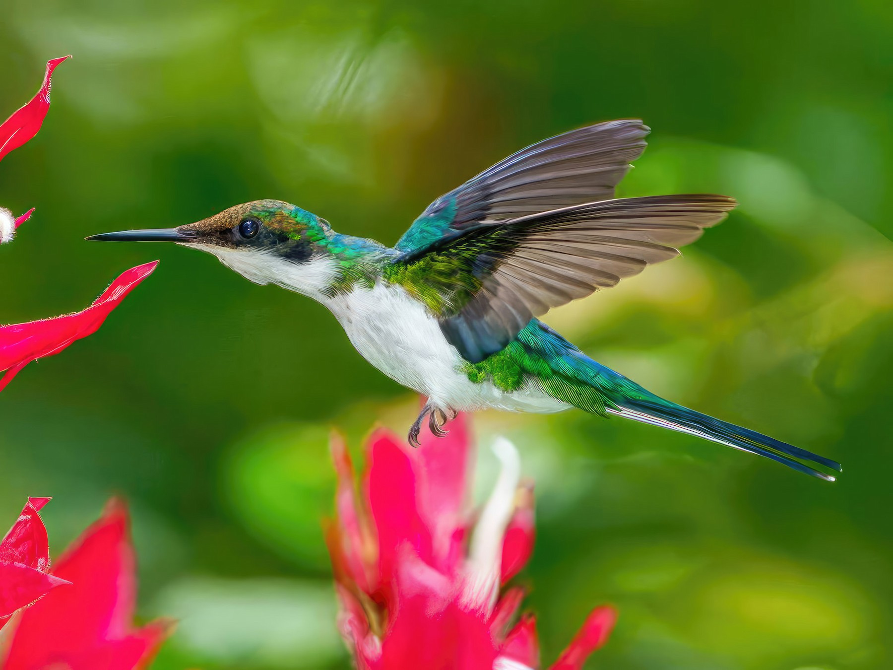 Purple-crowned Fairy - eBird