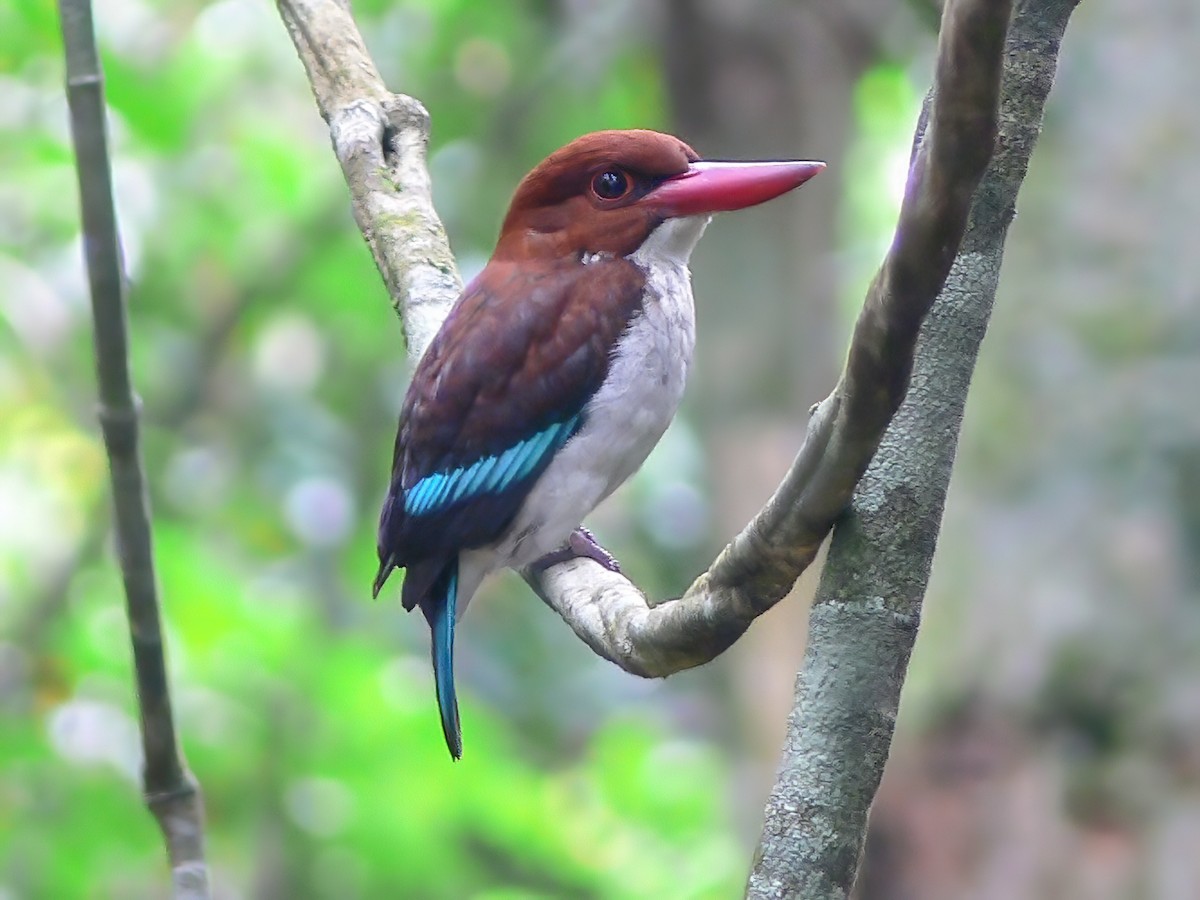 Chocolate-backed Kingfisher - Halcyon badia - Birds of the World