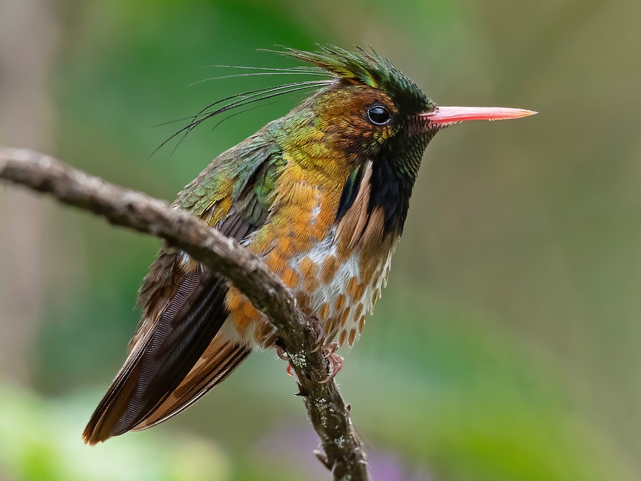 Black-crested Coquette - eBird