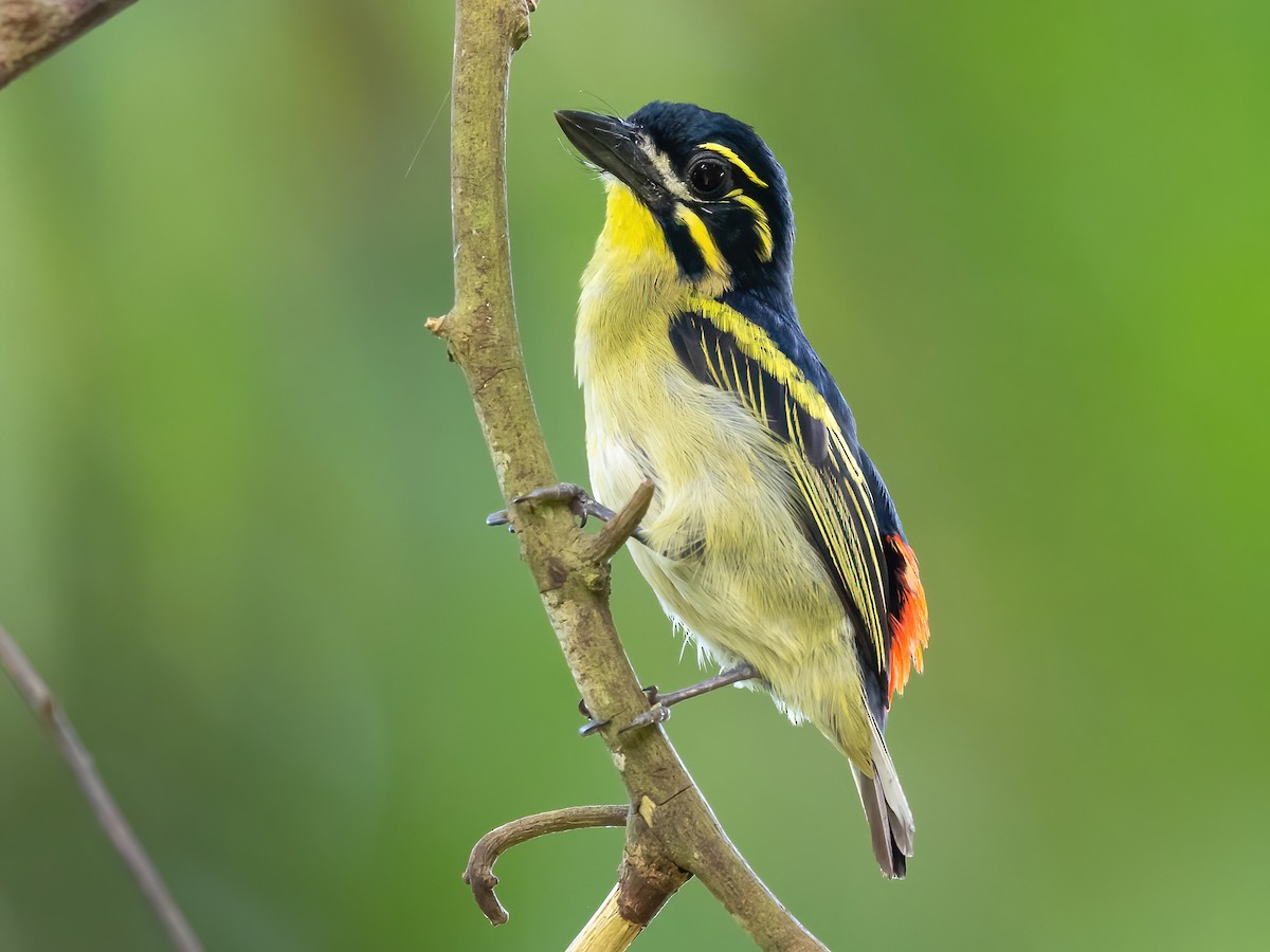 Red-rumped Tinkerbird - Pogoniulus atroflavus - Birds of the World