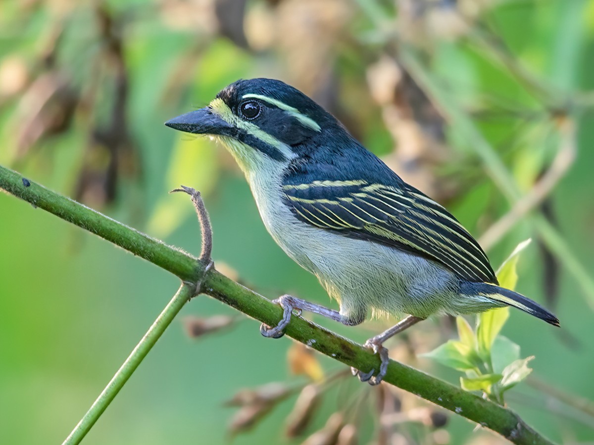 Yellow-throated Tinkerbird - Pogoniulus subsulphureus - Birds of the World
