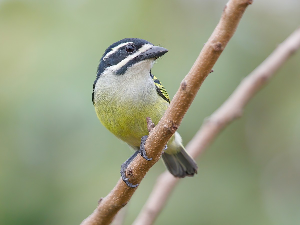 Yellow-rumped Tinkerbird - Pogoniulus bilineatus - Birds of the World