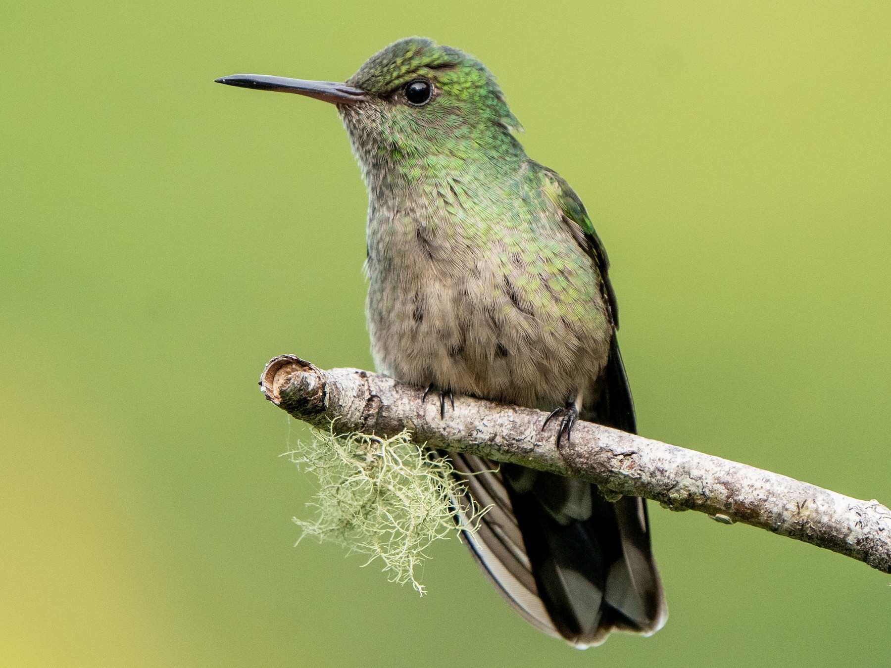 Colibri de Cuvier - eBird