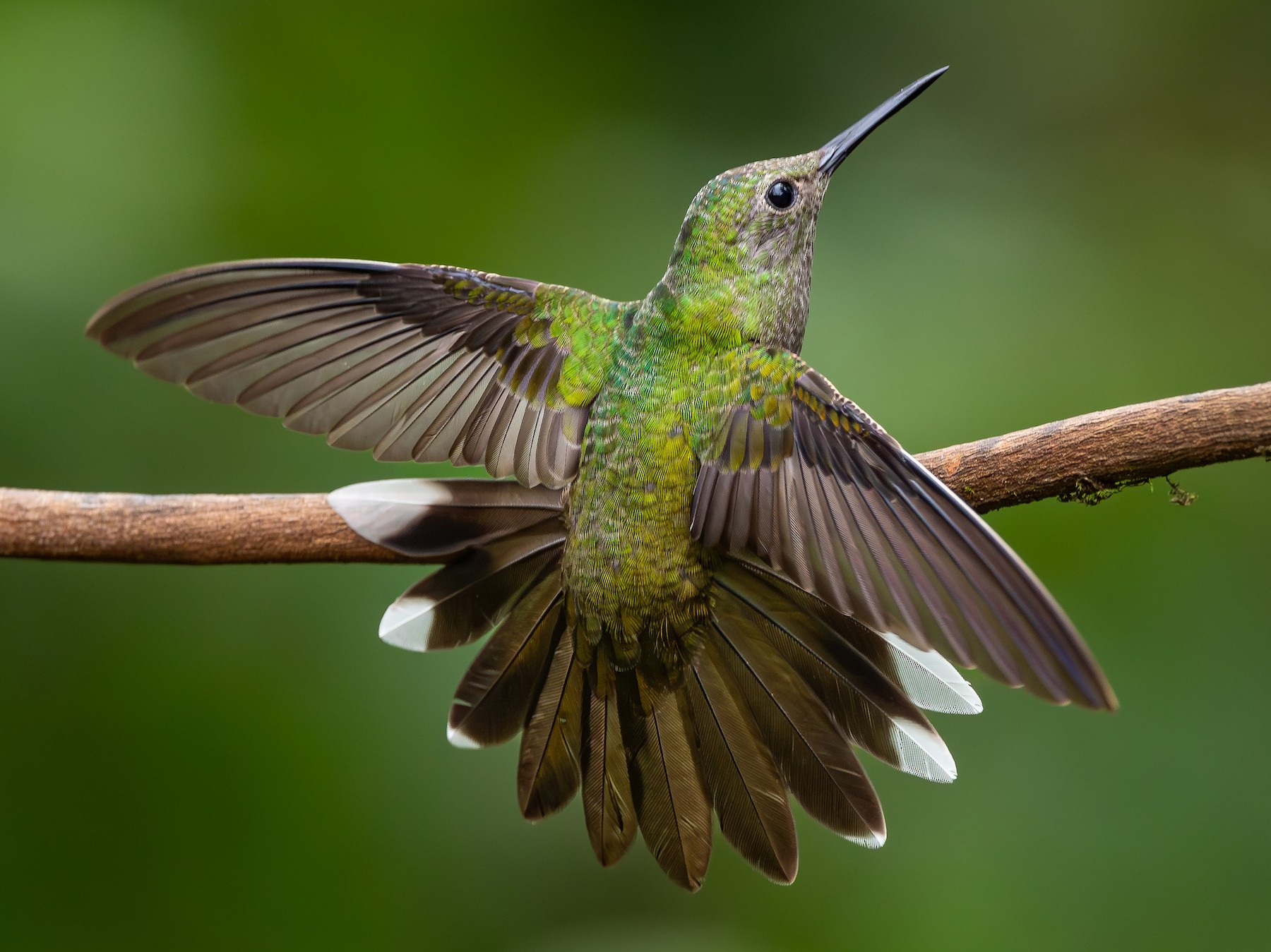 Scaly-breasted Hummingbird - eBird