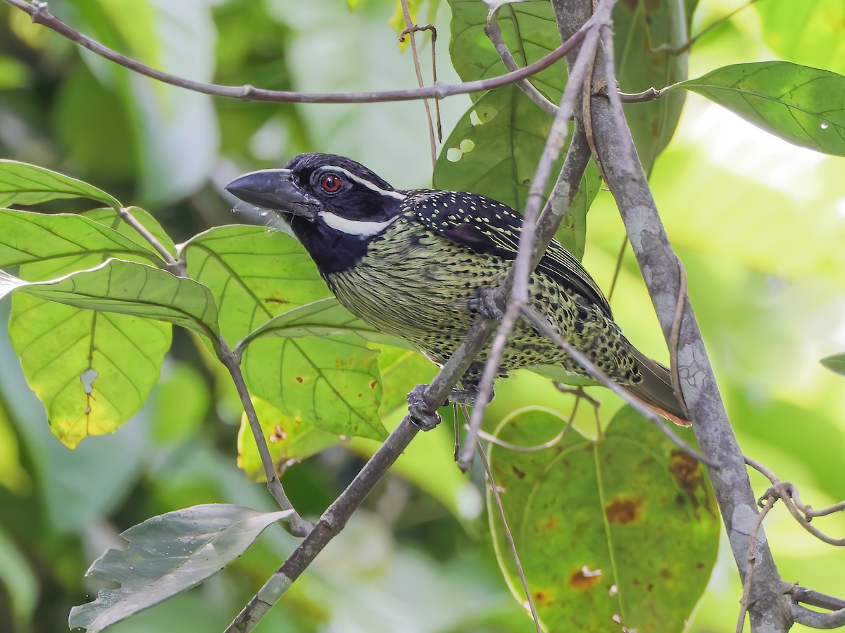 Hairy-breasted Barbet - Tricholaema hirsuta - Birds of the World