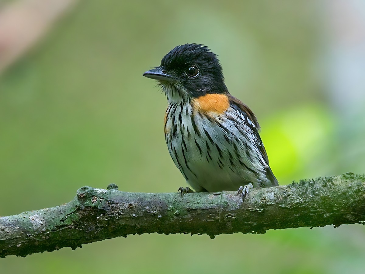 Rufous-sided Broadbill - Smithornis rufolateralis - Birds of the World