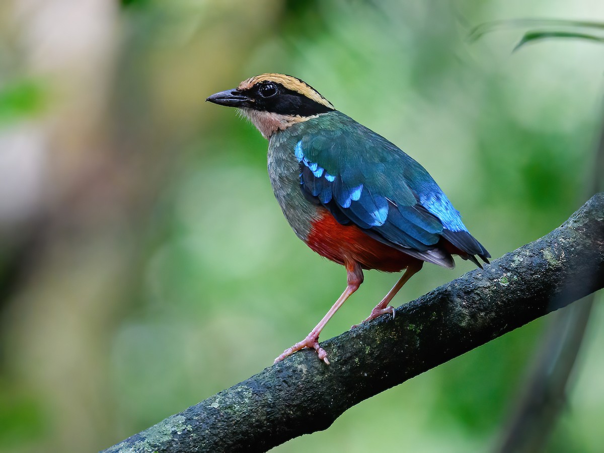 Green-breasted Pitta - Pitta reichenowi - Birds of the World