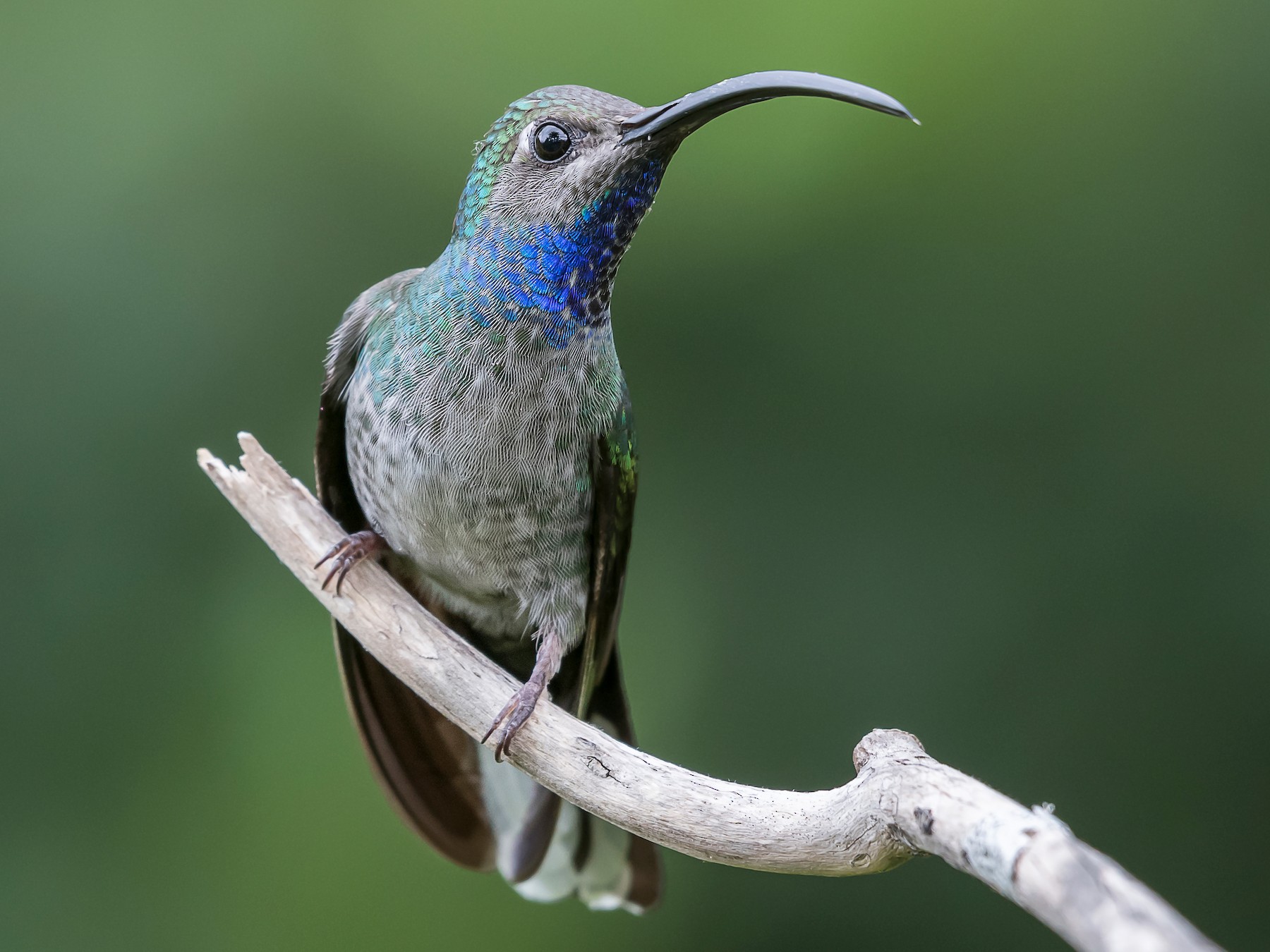 Violet Sabrewing - eBird