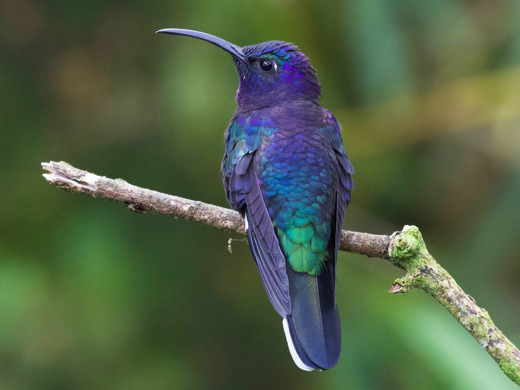 Violet Sabrewing - eBird