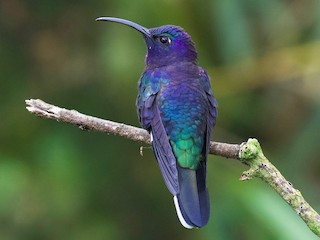 Colibrí Morado Y Verde Colibrí Morado EBird