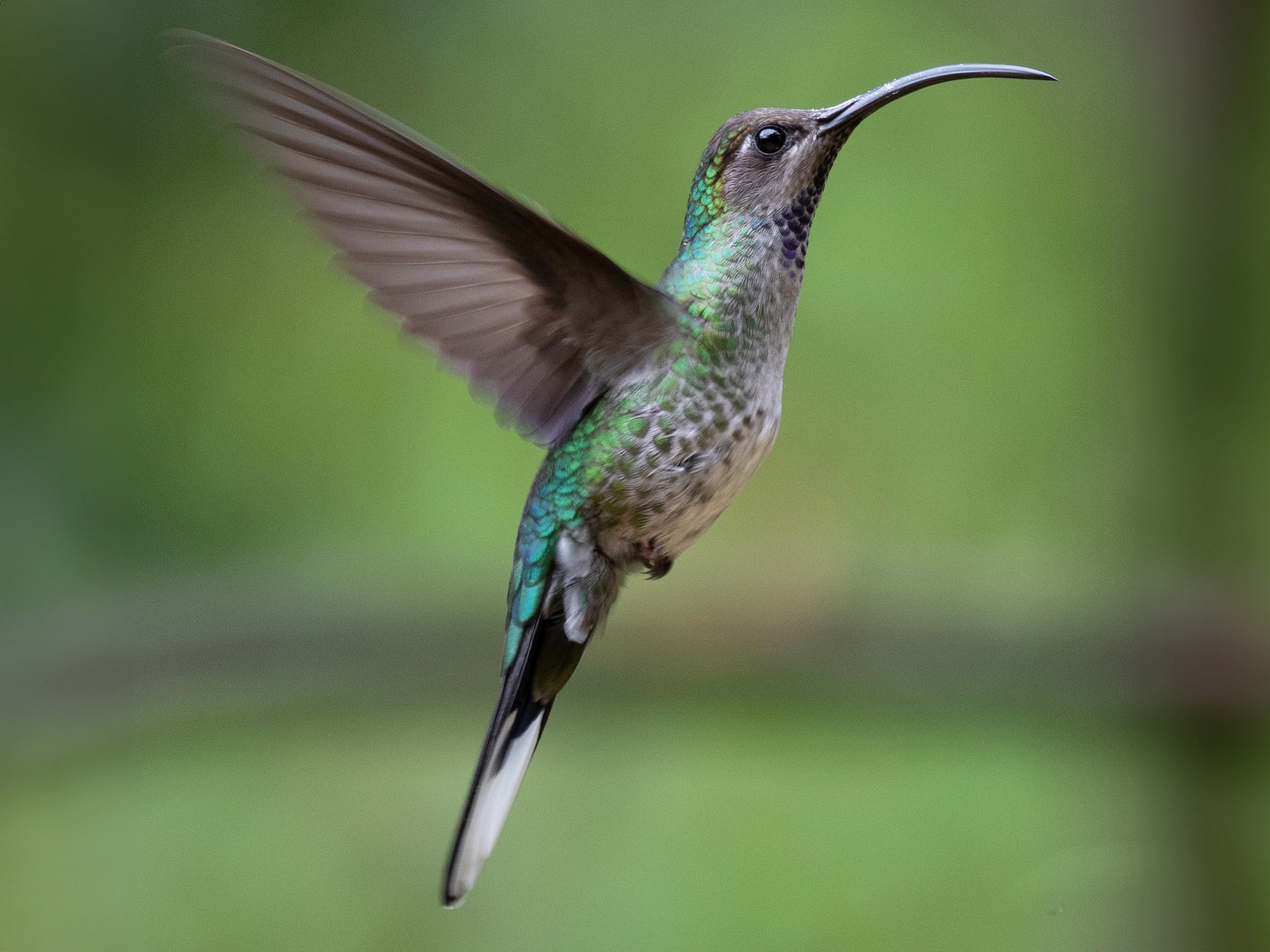 Violet Sabrewing - eBird