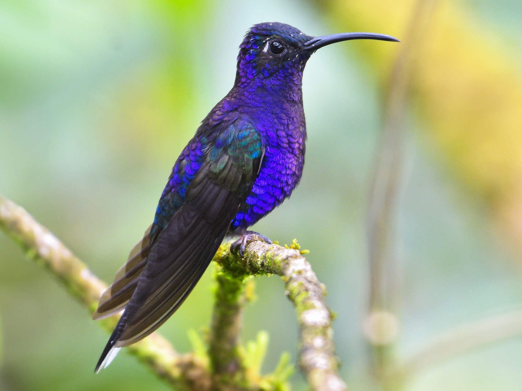 Violet Sabrewing - eBird