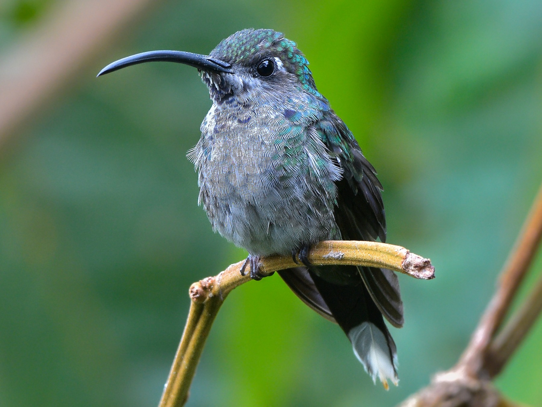 Violet Sabrewing - eBird
