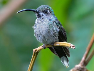 Violet Sabrewing - eBird
