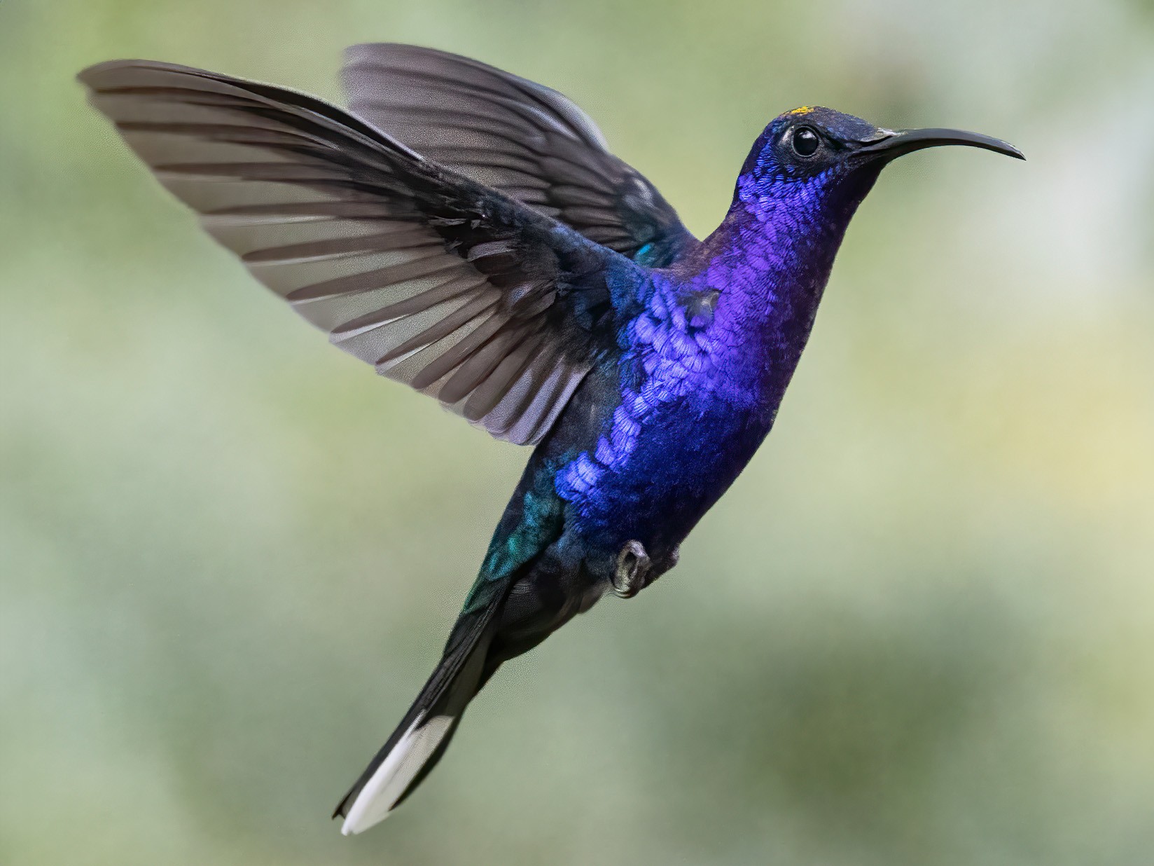 Violet Sabrewing - eBird