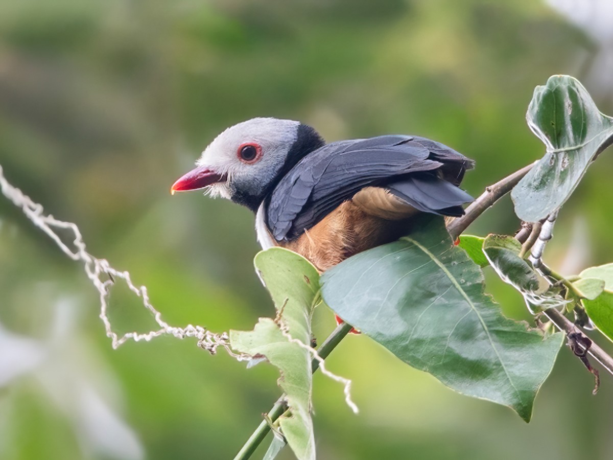 Rufous-bellied Helmetshrike - Prionops rufiventris - Birds of the World